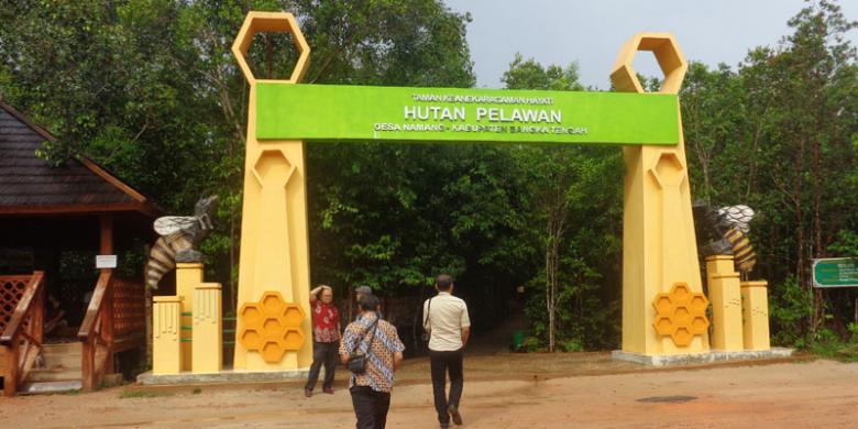 Pesona Hutan Pelawan di Bangka Tengah - Bangkapos.com