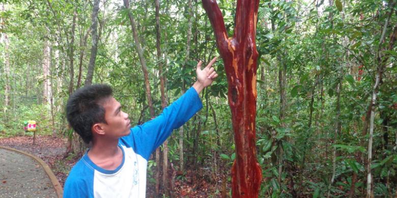 Pesona Hutan Pelawan di Bangka Tengah - Bangkapos.com